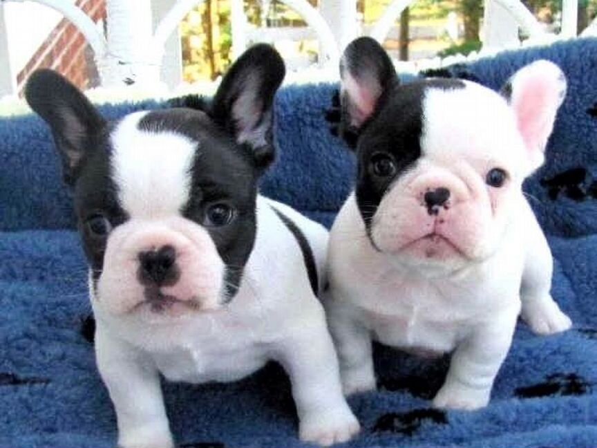 Французский бульдог щенки