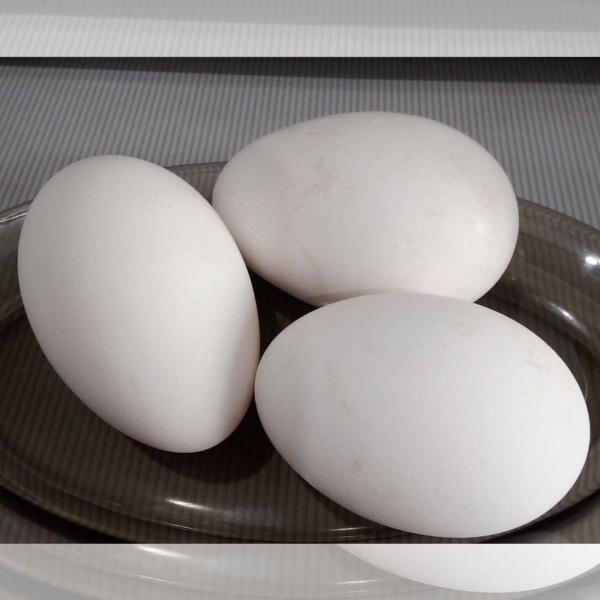 Яйцо гусиное для инкубации линда