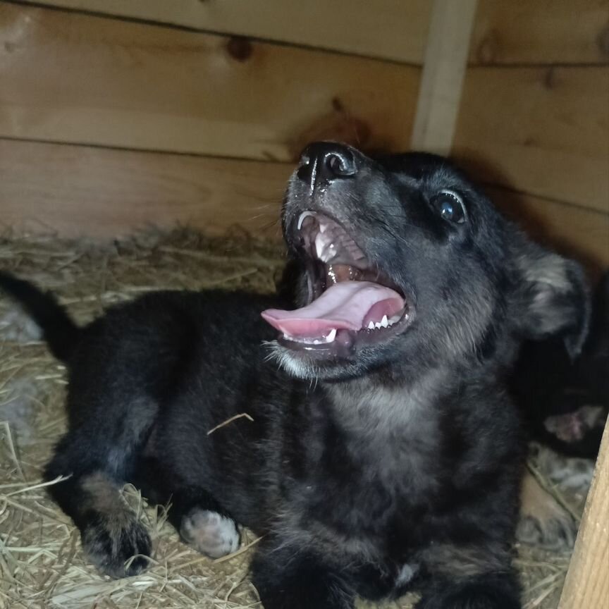 Щенок в добрые руки