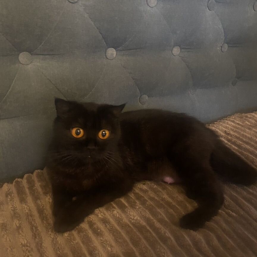 Отдам шотландскую кошку