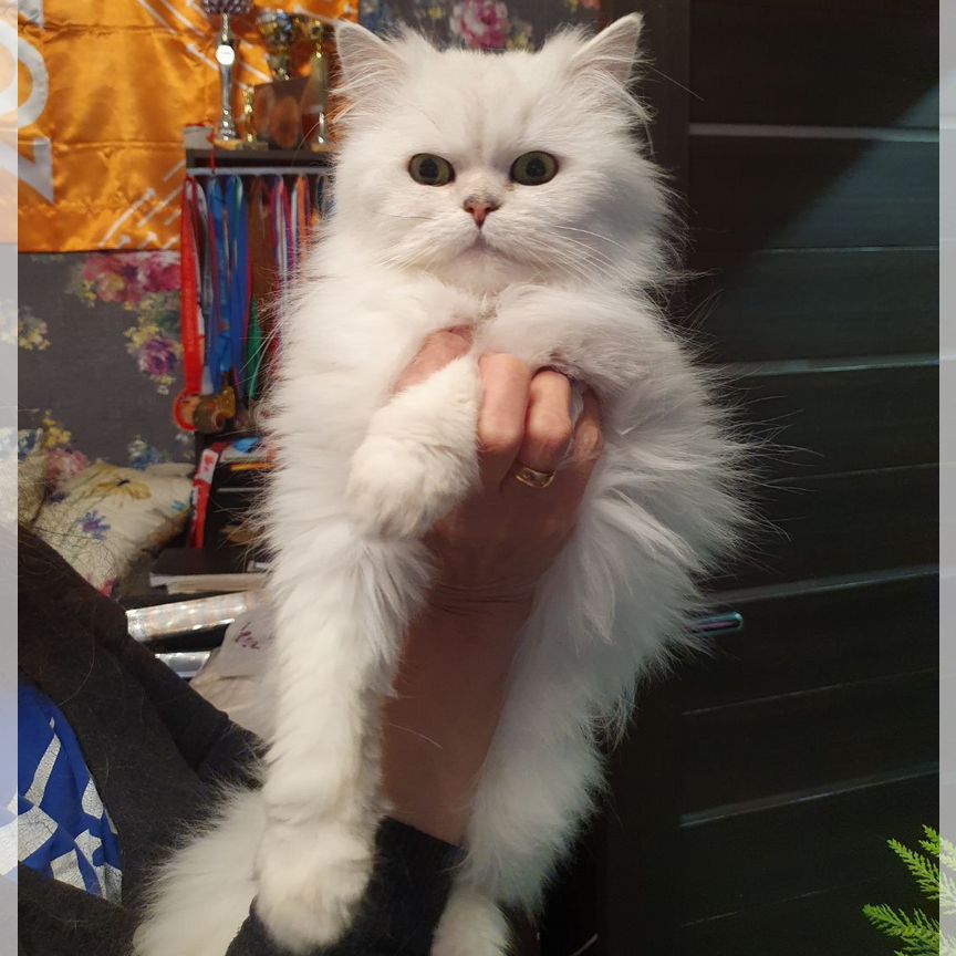 Шотландский прямоухий длинношёрстный кот, вязка