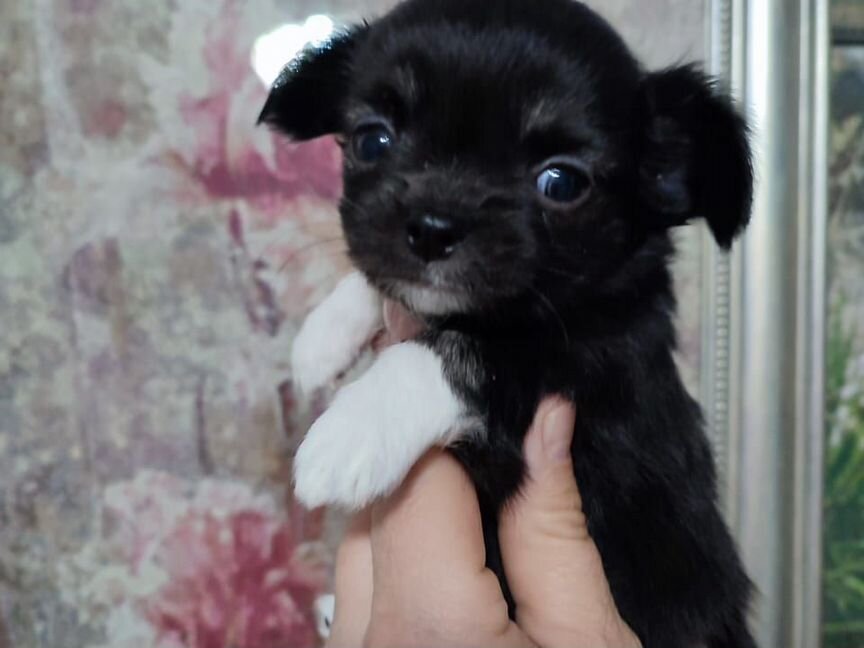 Щенки чихуахуа