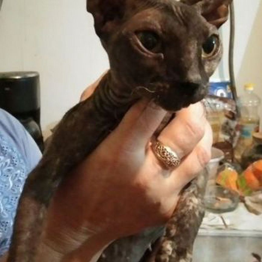 Эльф Сфинкс котенок