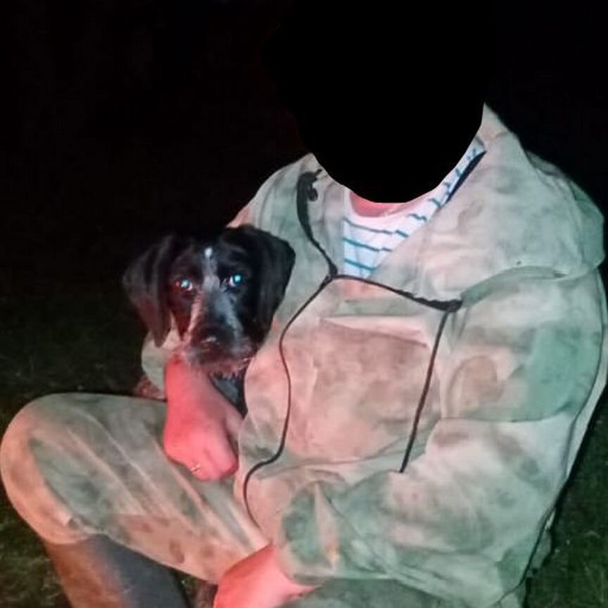 Дратхаар, взрослая собака