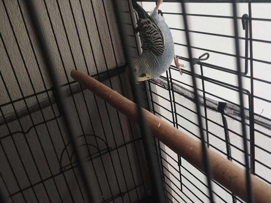 Попугай девочка