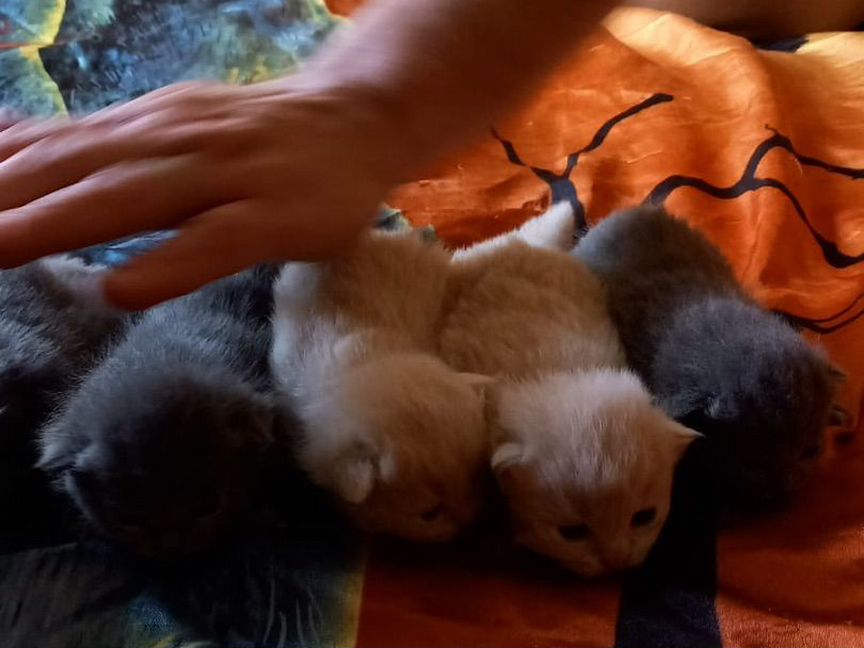 Британские котята