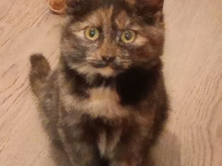 Котёнок кошечка