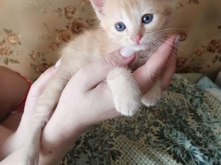 Котята девочки бесплатно рыжего и черного цвета