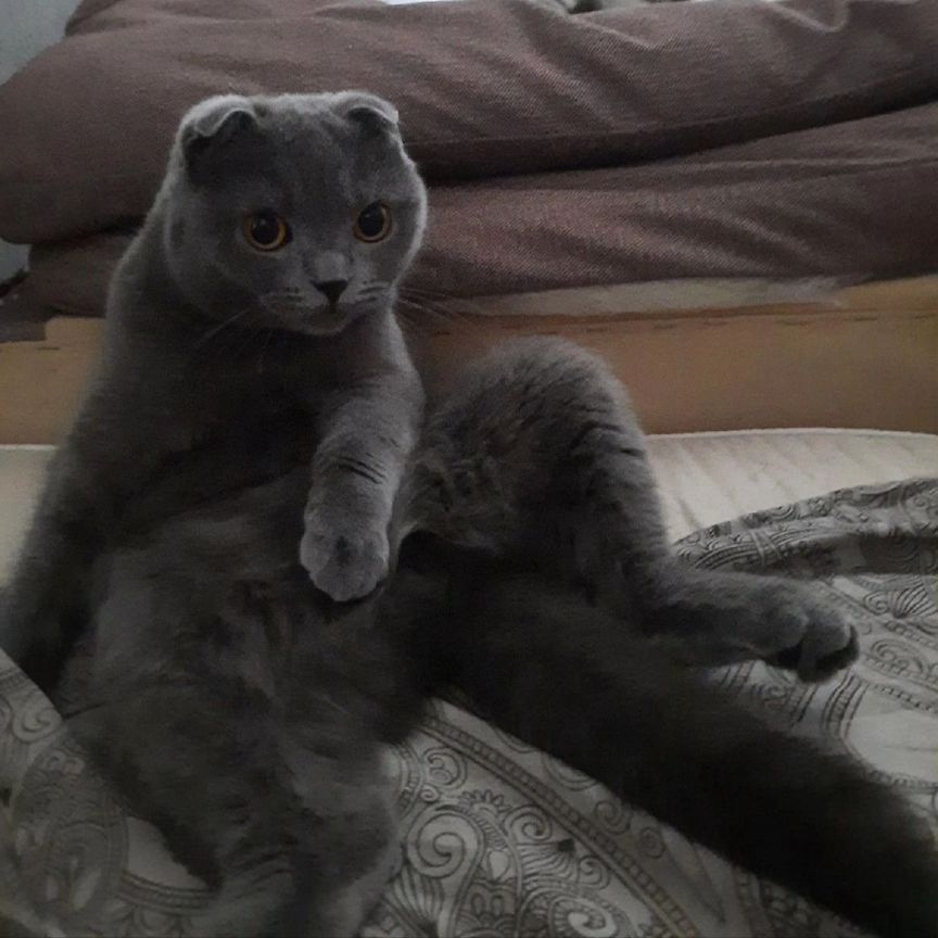 Шотландская вислоухая кошка бесплатно