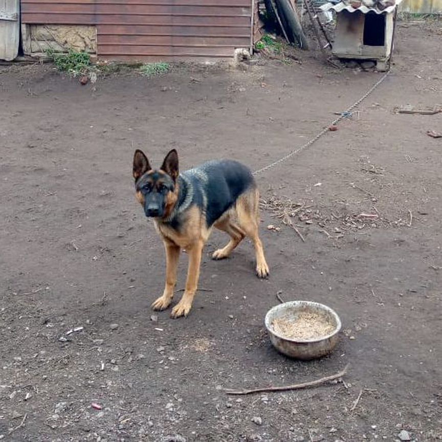 Отдам собаку в добрые руки