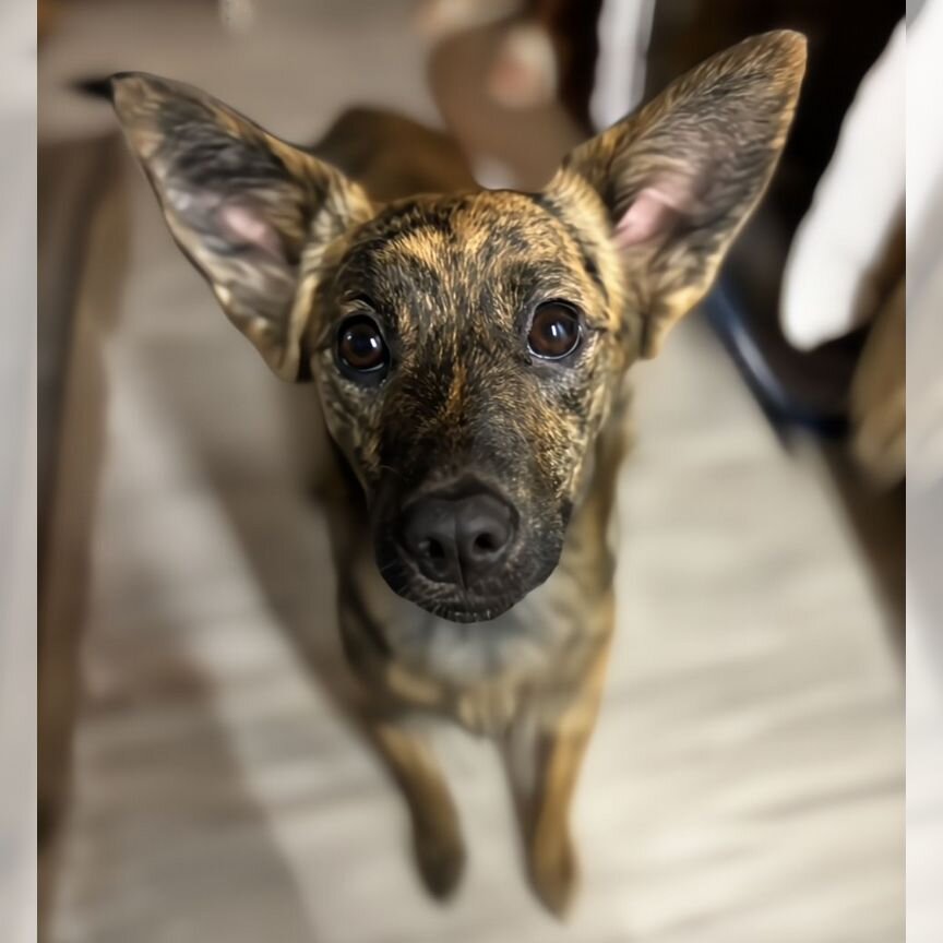 Щенок в добрые руки