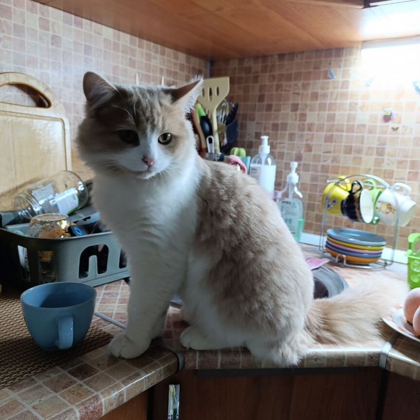 Потерялся котенок