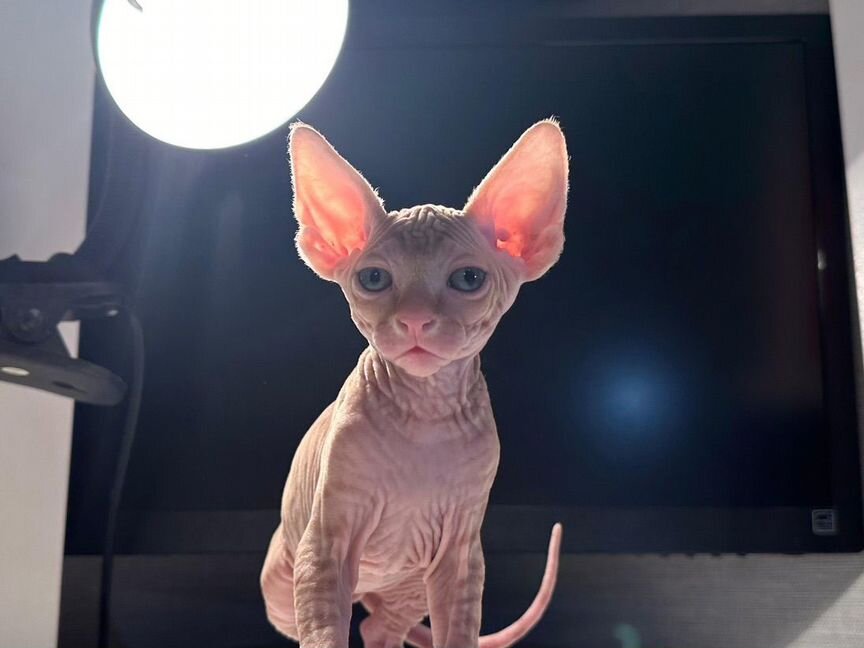 Канадский сфинкс котенок