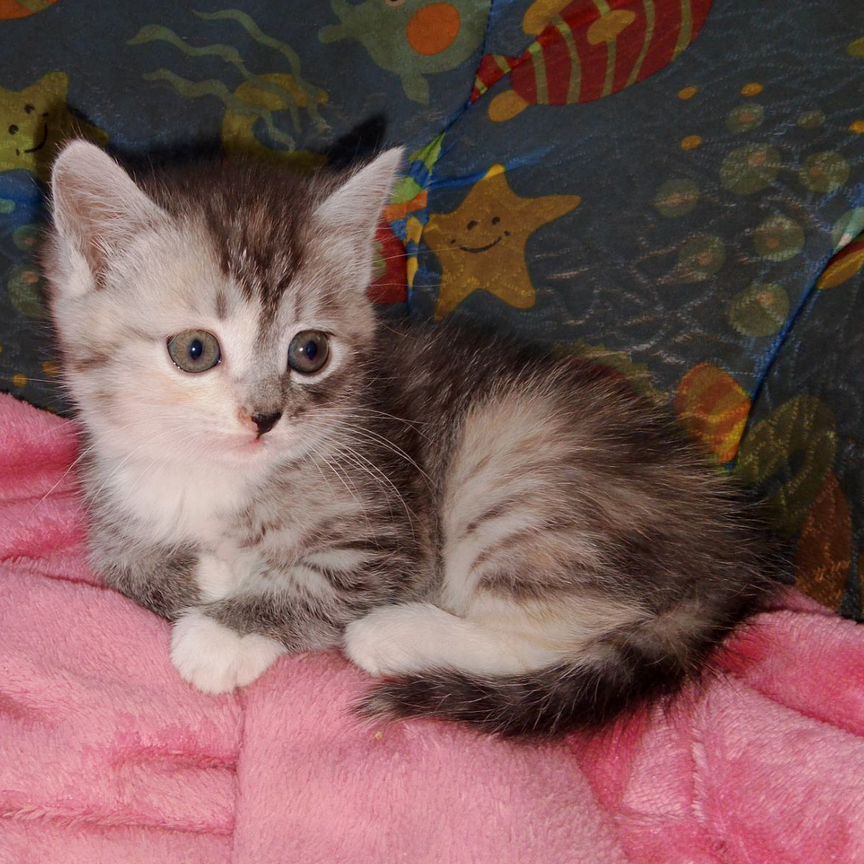 Котёнок в добрые руки