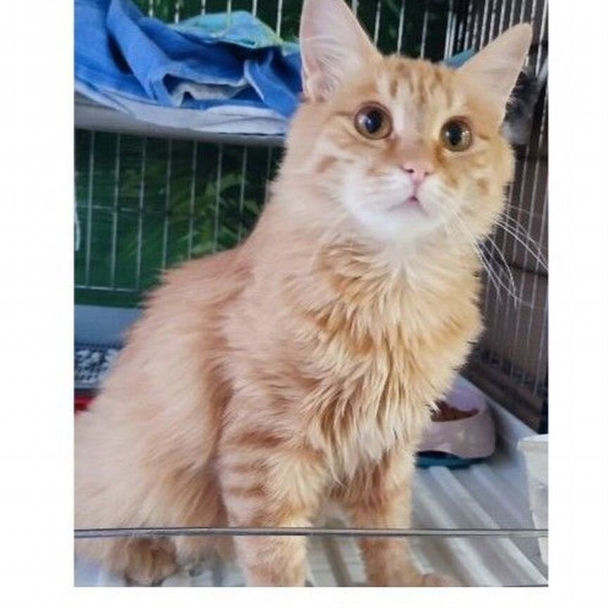 Взрослая кошка в добрые руки