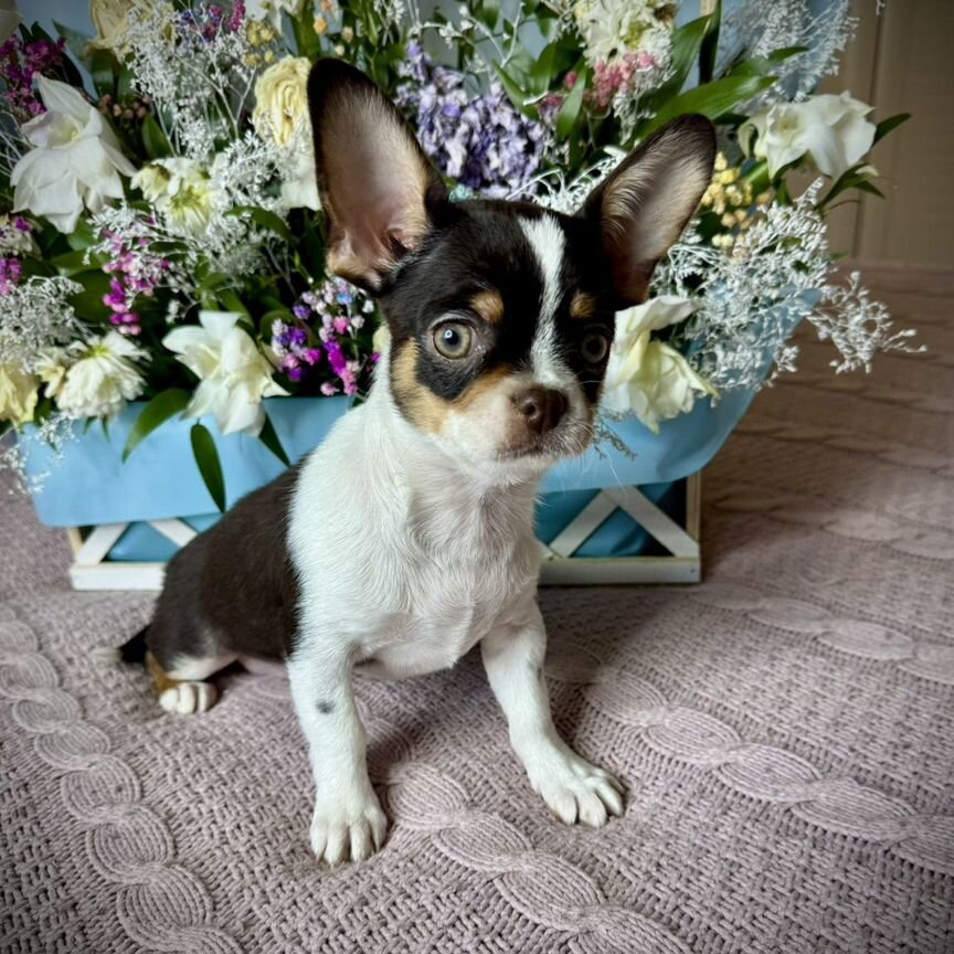 Триколор мальчик чихуахуа