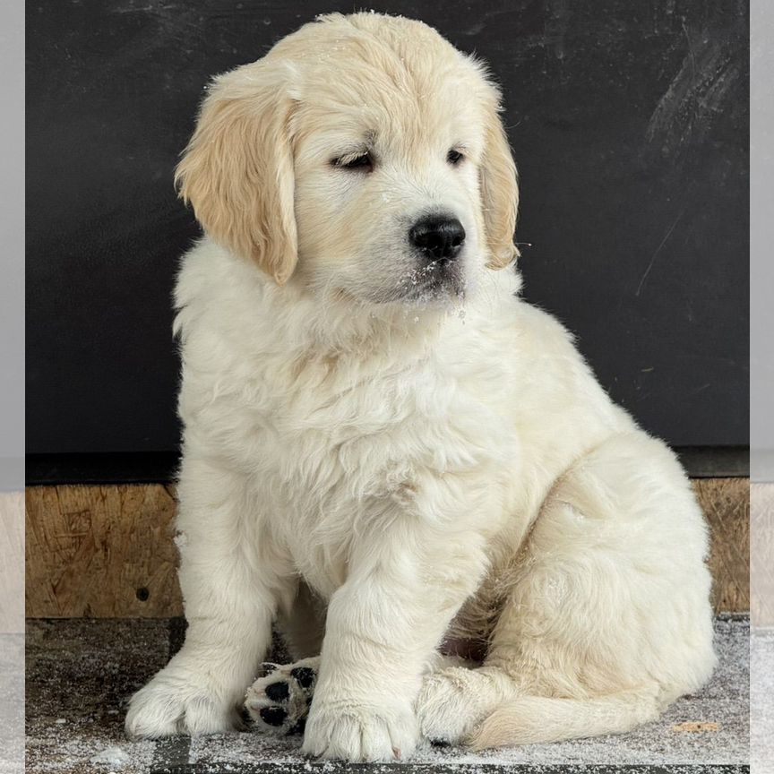 Золотистый ретривер, щенок