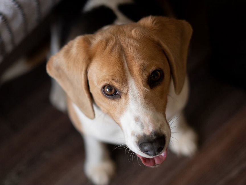 Бигль Девочка в Добрые Руки