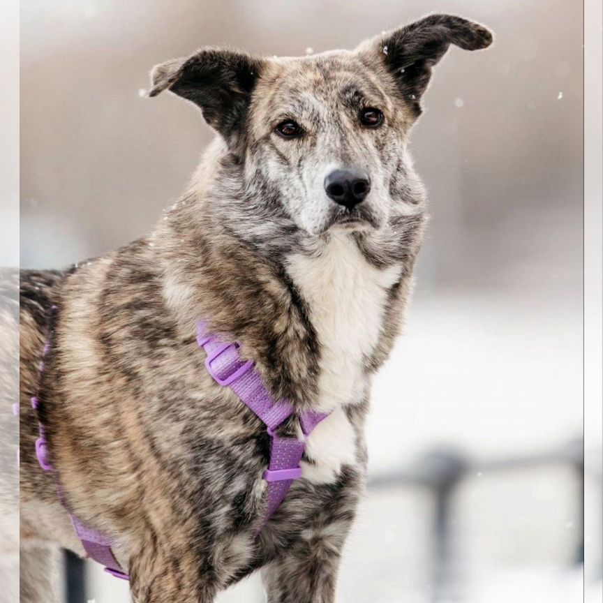 Взрослая собака в добрые руки