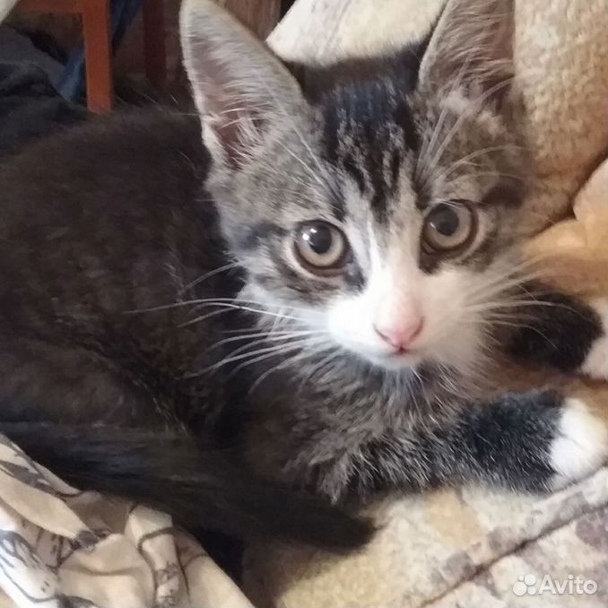 Котенок 2 месяца Феликс