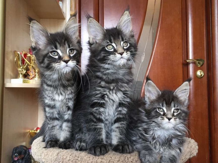 От красотки мамы породы мейн кун шикарные котята