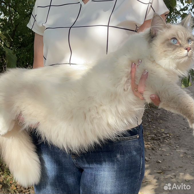 Невский маскарадный кот