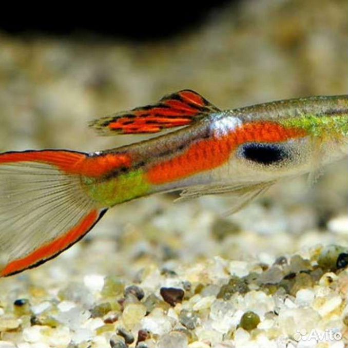 Гуппи красный неон эндлера