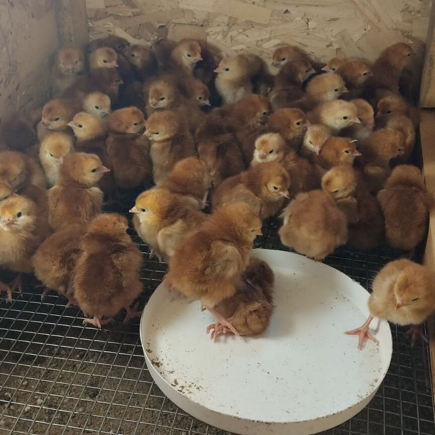 Цыплята