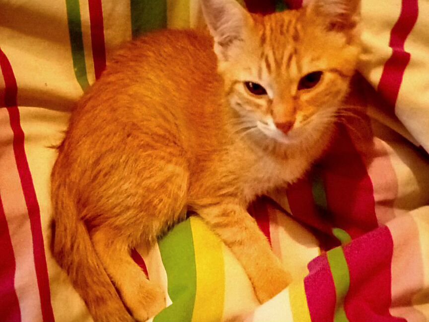 Котята, приученные к лотку и корму