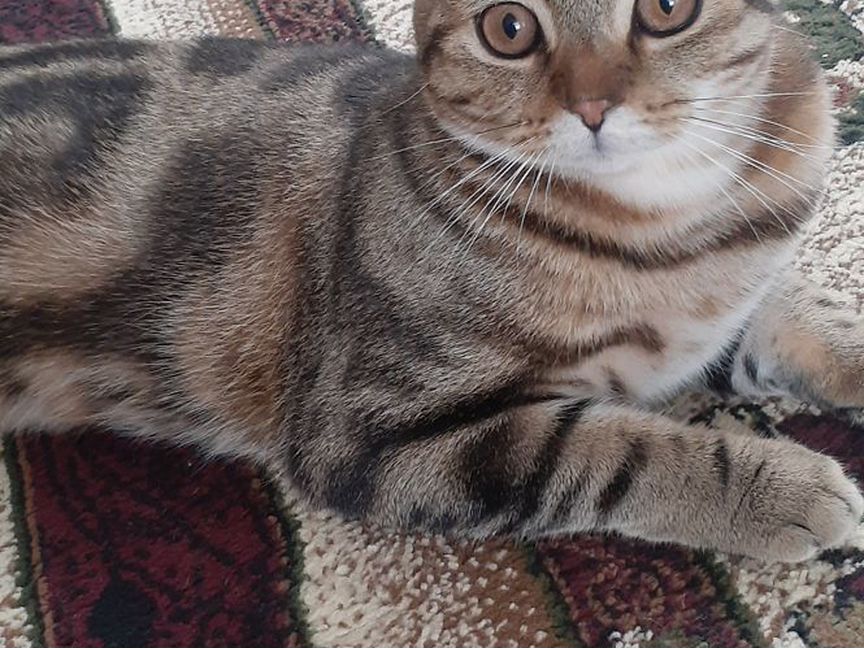Британский кот вязка