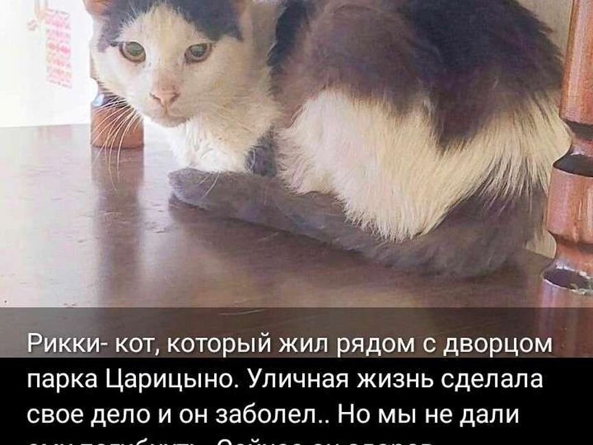 Симпатичный Рикки очень ищет дом