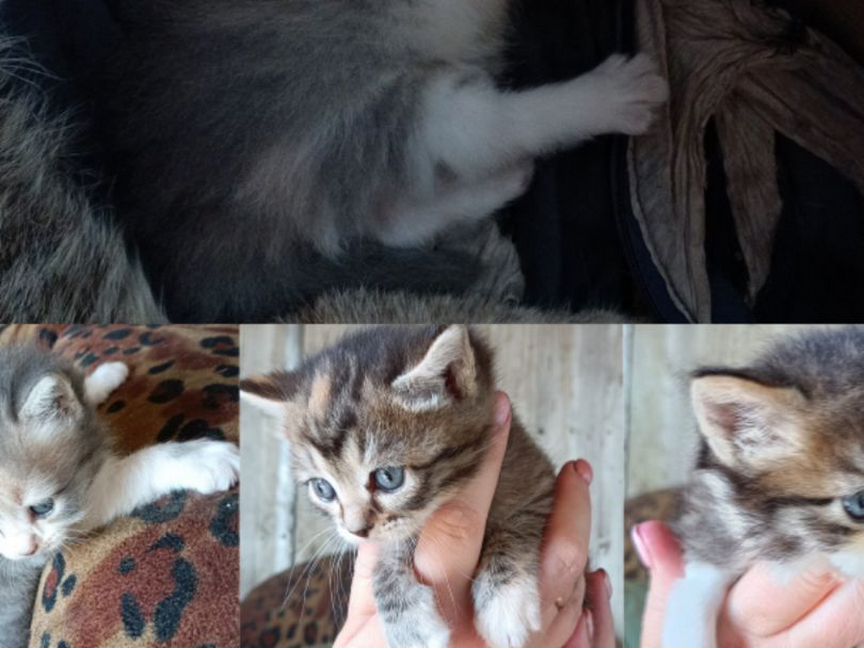 Кошка