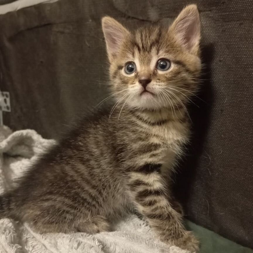 Котеночек мальчик