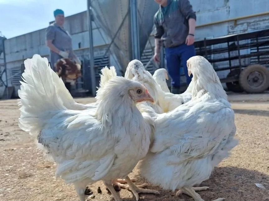 Куры несушки яичной породы