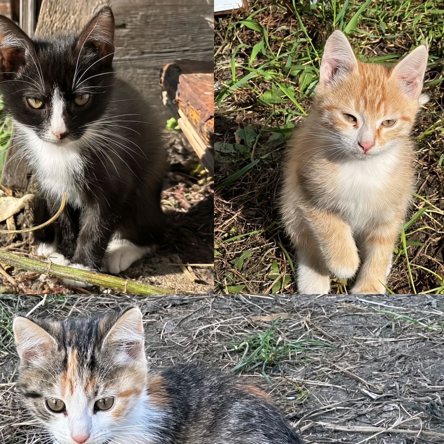 Котята в добрые руки