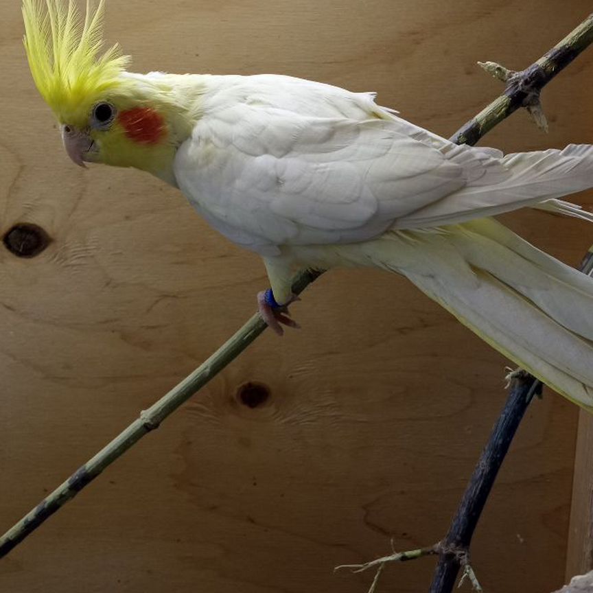 Попугай корелла самка