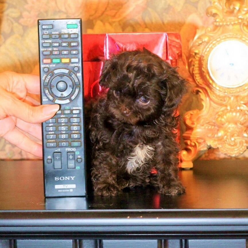 Мальтипу малышня