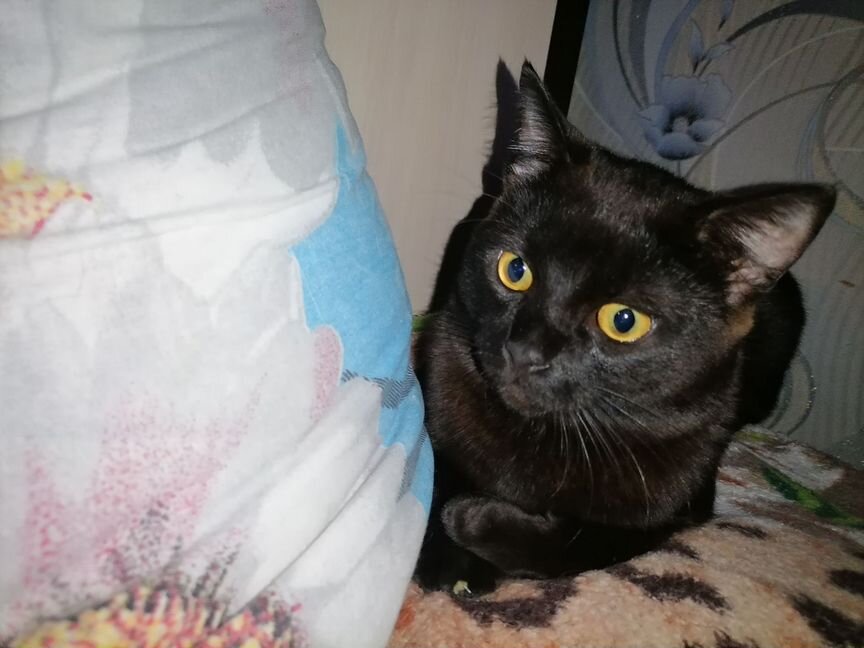 Котик в добрые руки