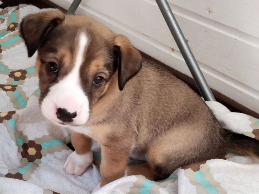 Щенок в добрые руки бесплатно