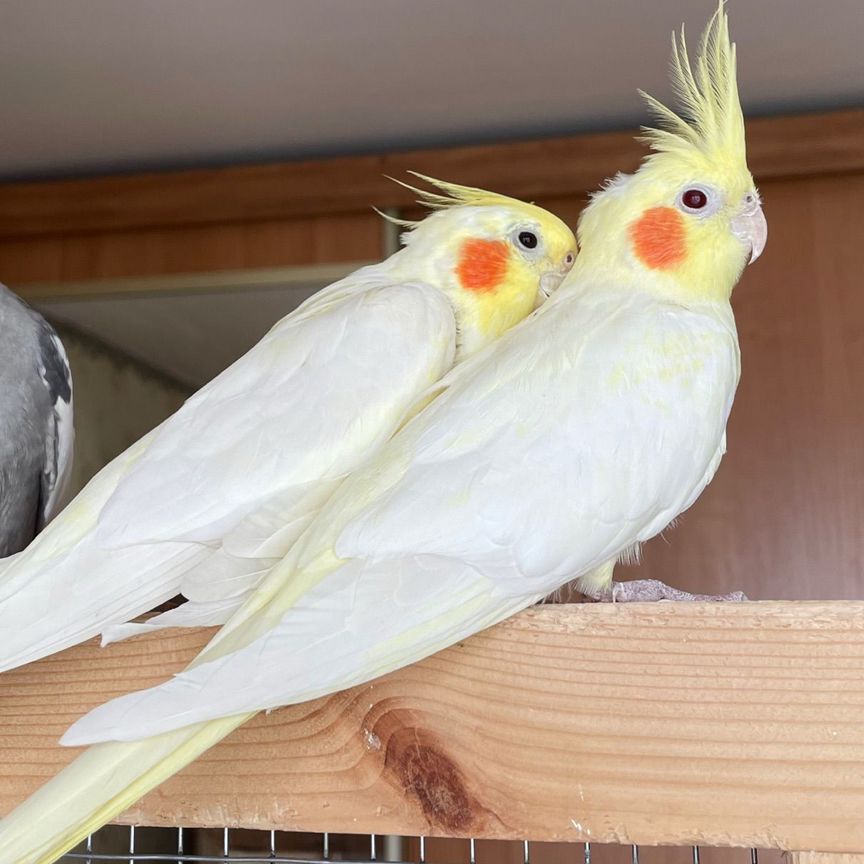 Волнистый попугай, кореллы