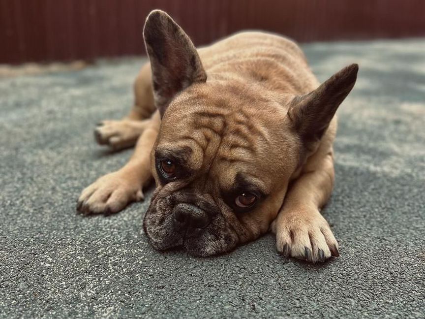 Французский бульдог кабель вязка