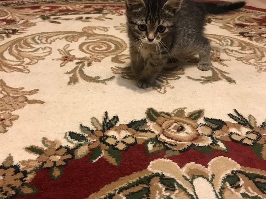 Котик Марсик