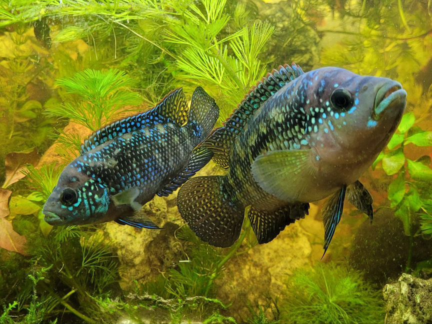 Цихлозама, пчелка