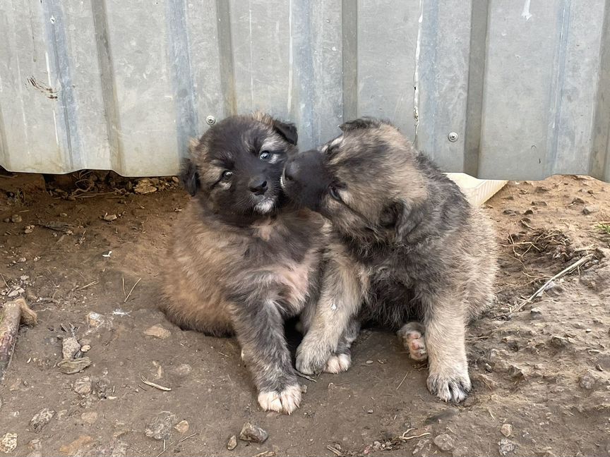 Чудесные щенки в добрые руки