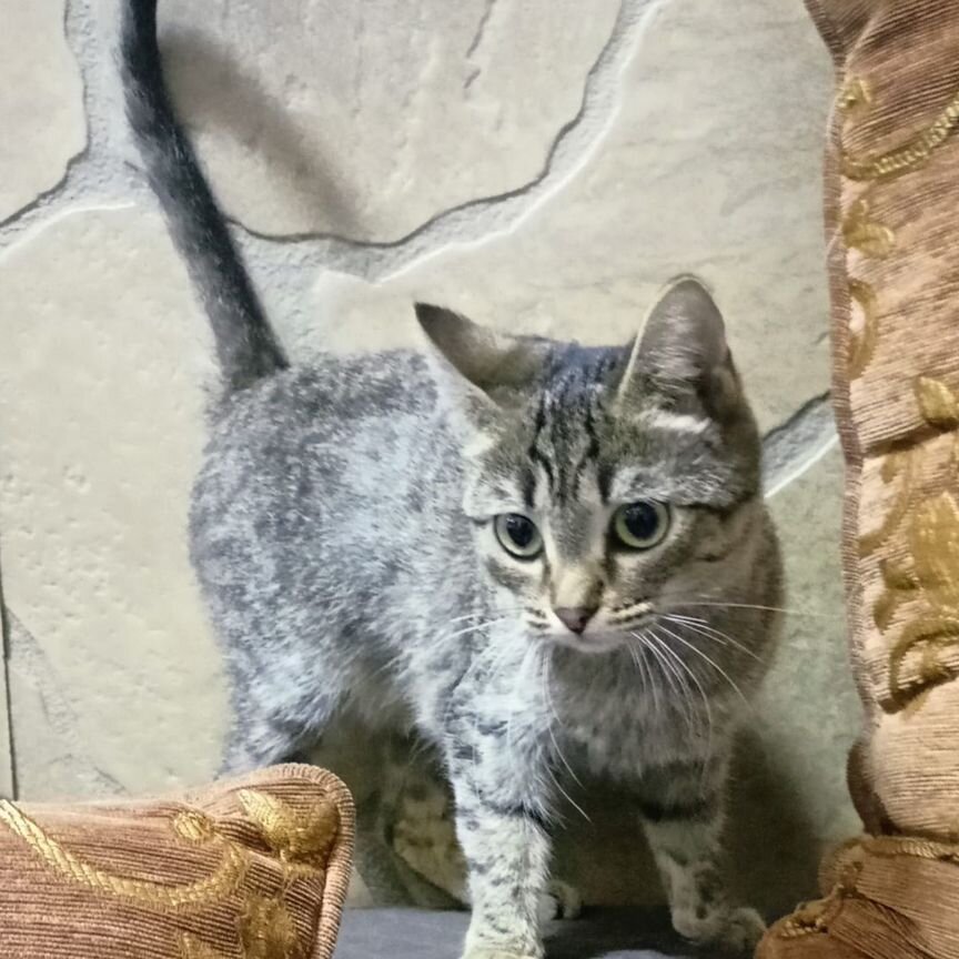 Взрослая кошка в добрые руки