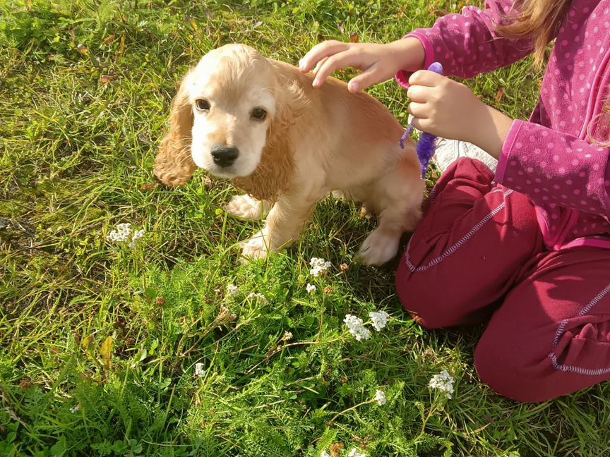 Русский кокер спаниель