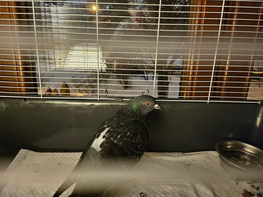 Голубь сизый