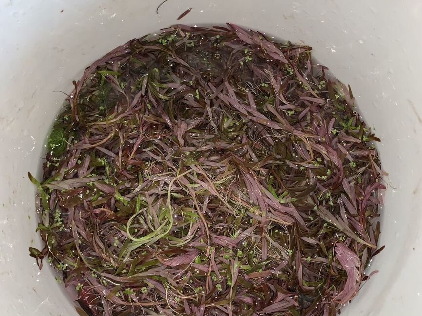 Ротала индика