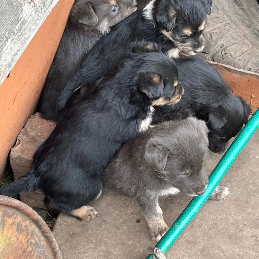 Щенок в добрые руки