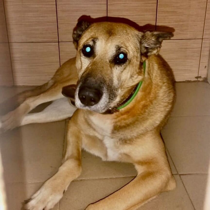 Собака в беде в добрые руки